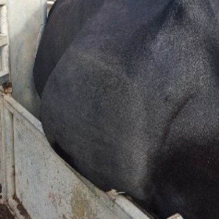 Image Catalogue – Cattle Vet AU