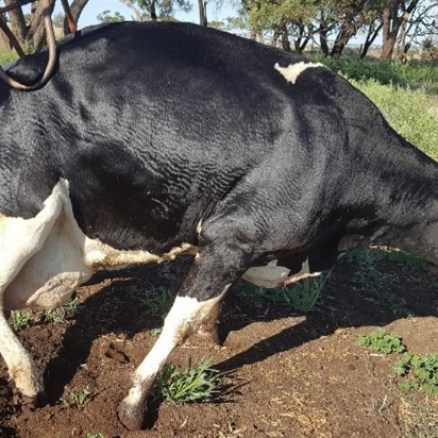 Image Catalogue – Cattle Vet AU