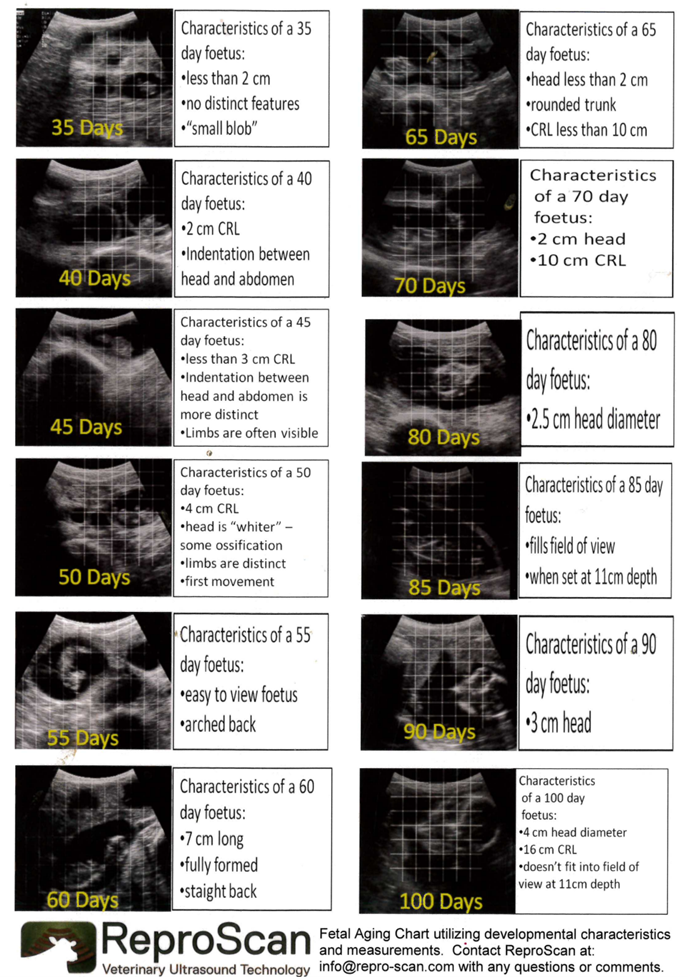 Reproduction – Cattle Vet AU
