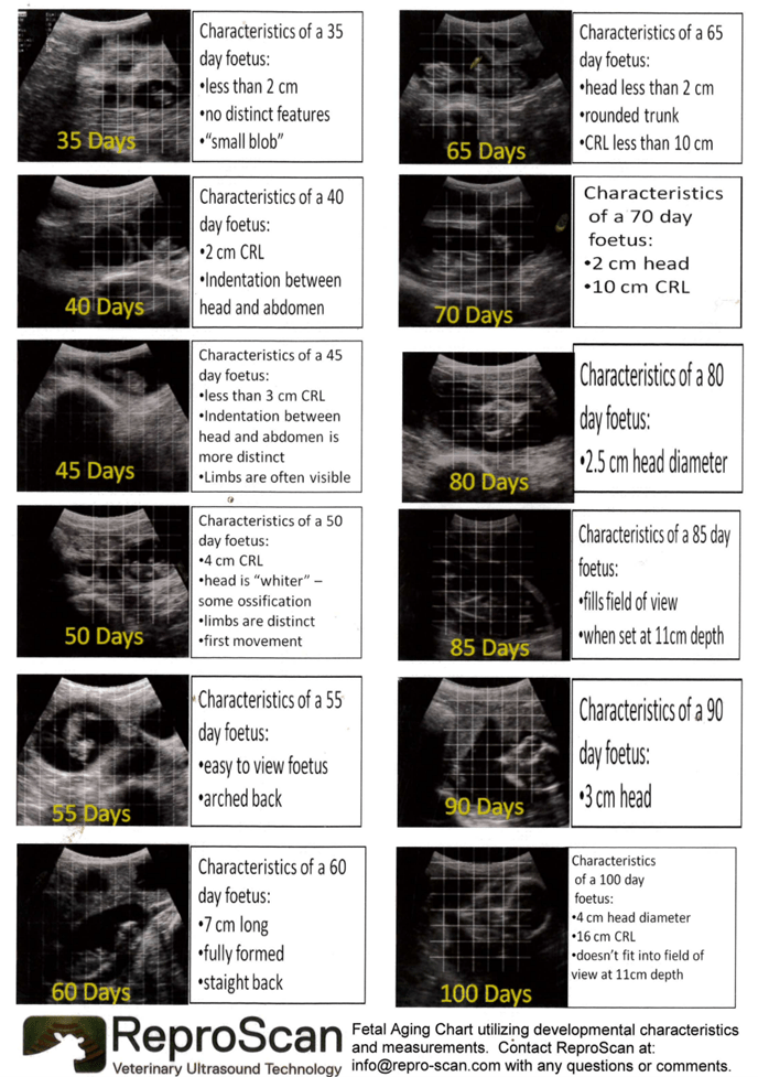 Reproduction – Cattle Vet AU