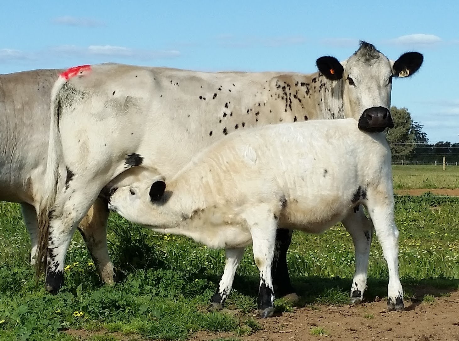 Cattle Breeds – Cattle Vet AU
