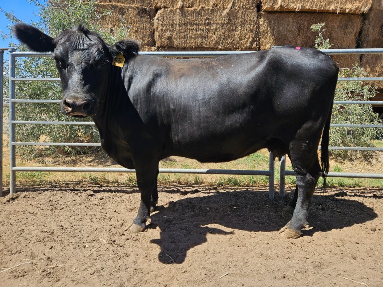 Cattle Breeds – Cattle Vet AU