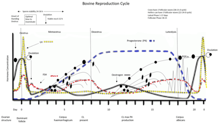 Reproduction – Cattle Vet AU