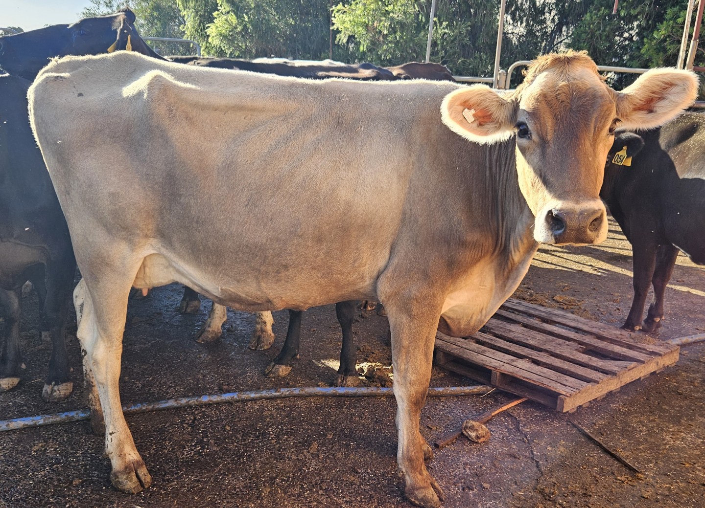 Cattle Breeds – Cattle Vet AU