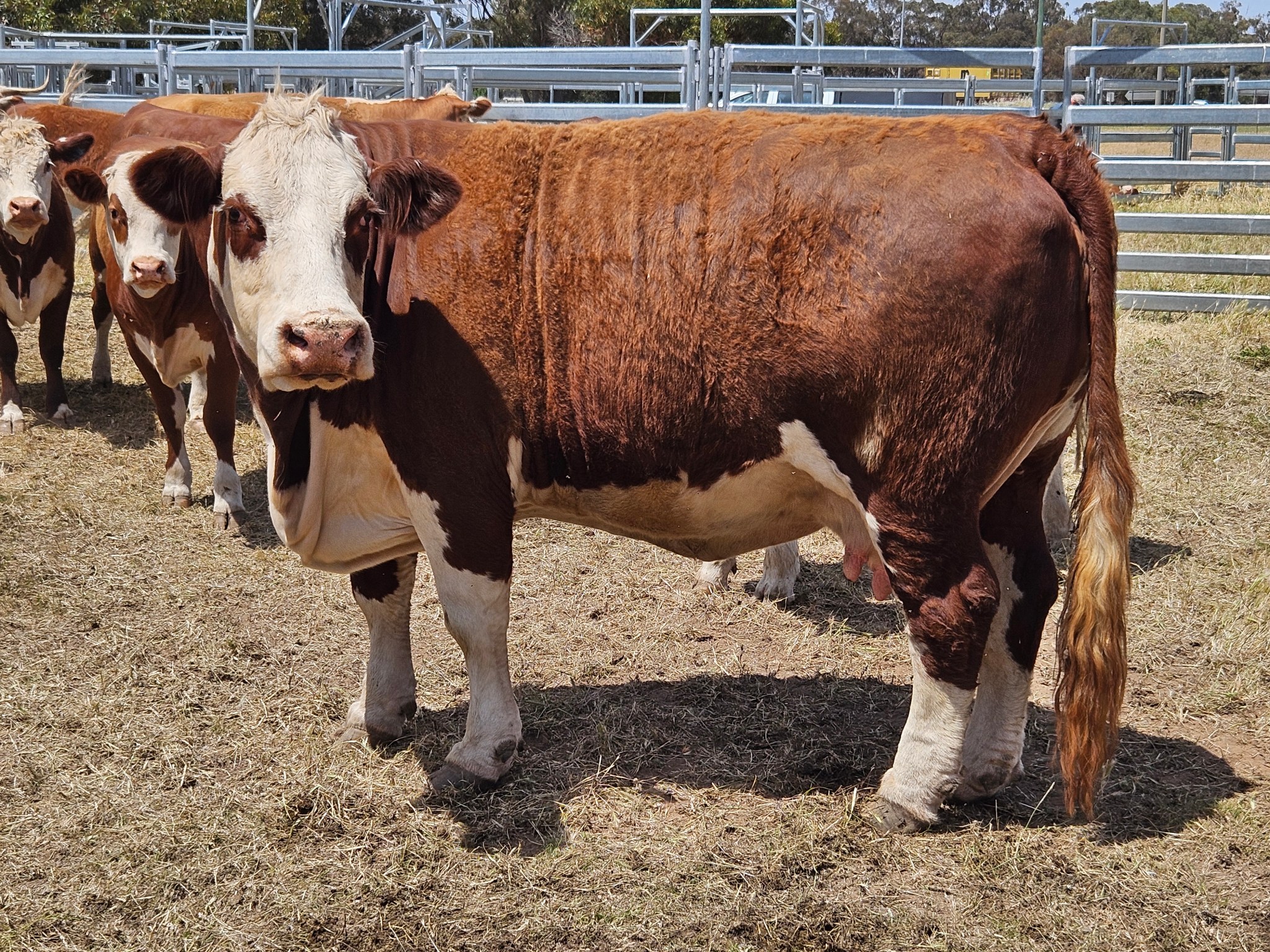Cattle Breeds – Cattle Vet AU