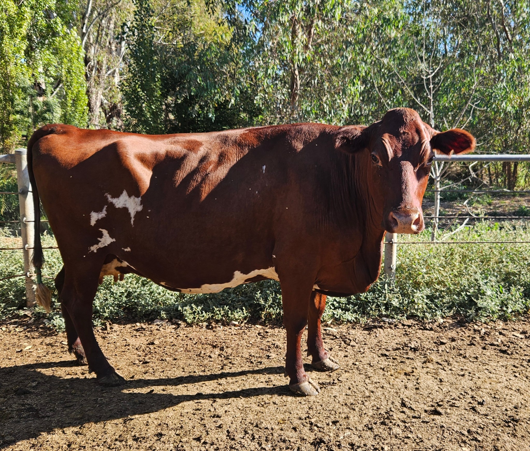 Cattle Breeds – Cattle Vet AU