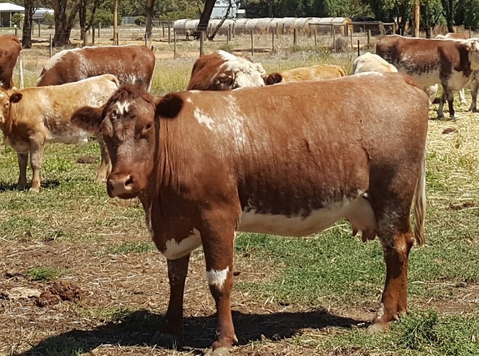 Cattle Breeds – Cattle Vet AU