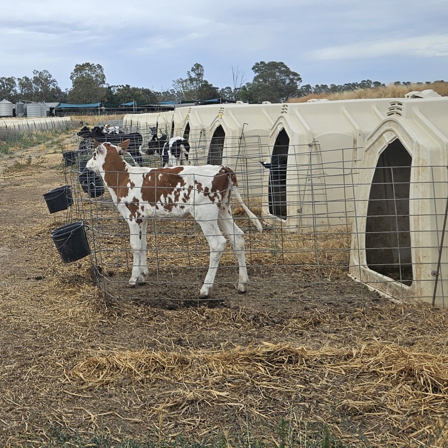Image Catalogue – Cattle Vet AU