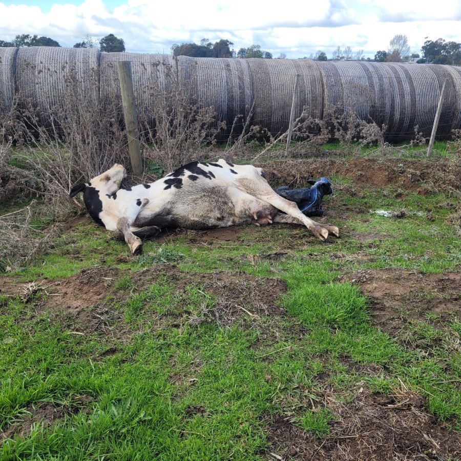 Image Catalogue – Cattle Vet AU