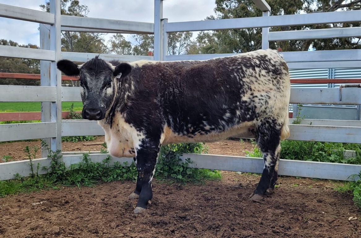 Cattle Breeds – Cattle Vet AU