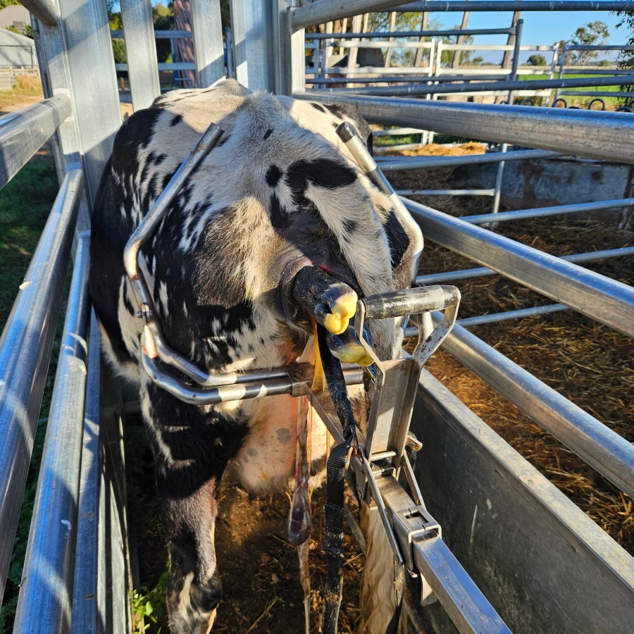 Image Catalogue – Cattle Vet AU