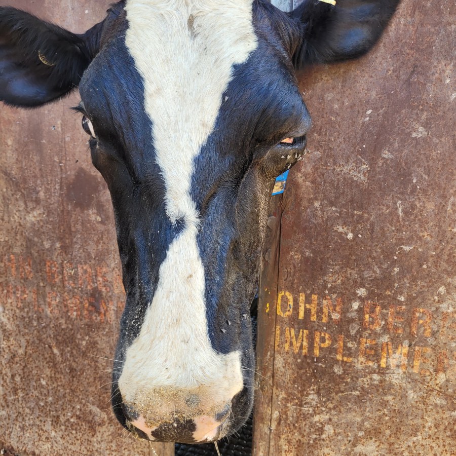 Image Catalogue – Cattle Vet AU