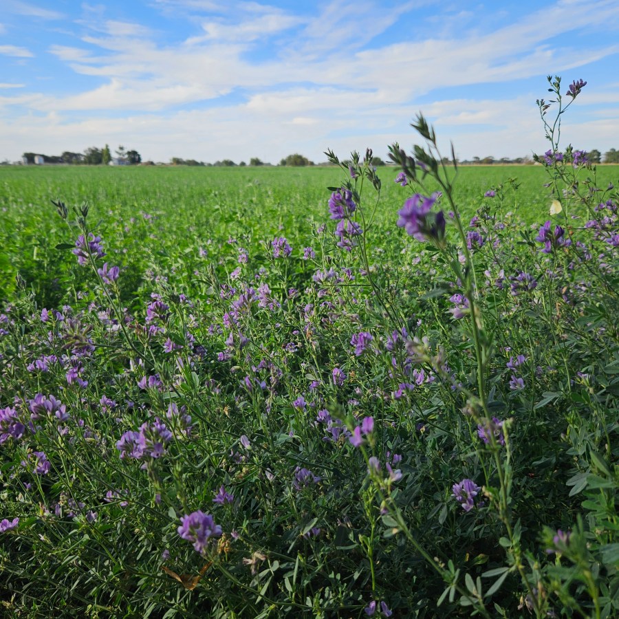 Image Catalogue – Cattle Vet AU