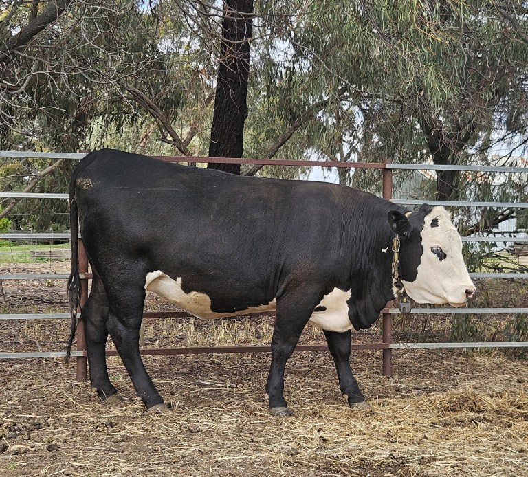 Cattle Breeds – Cattle Vet AU