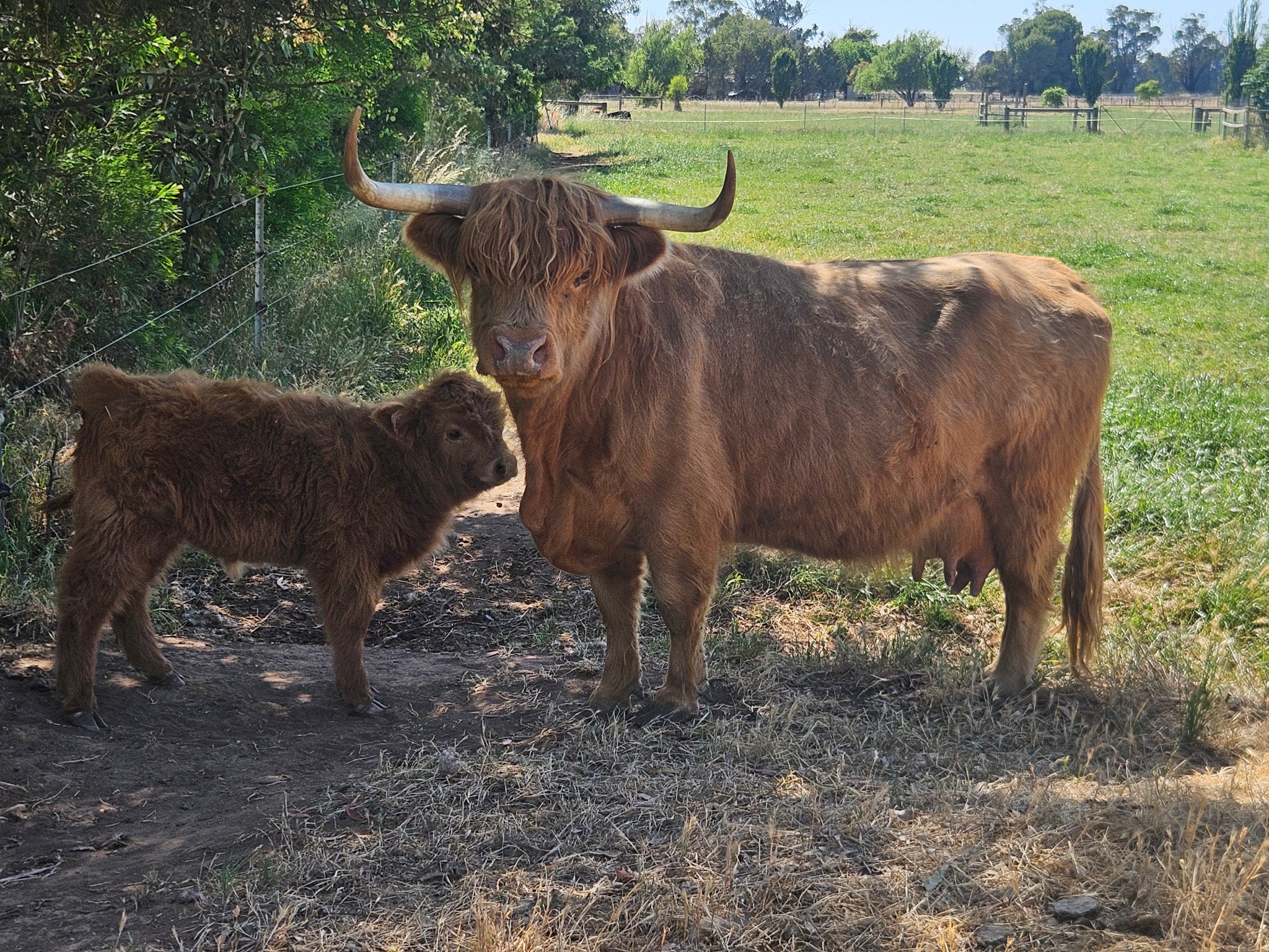Cattle Breeds – Cattle Vet AU