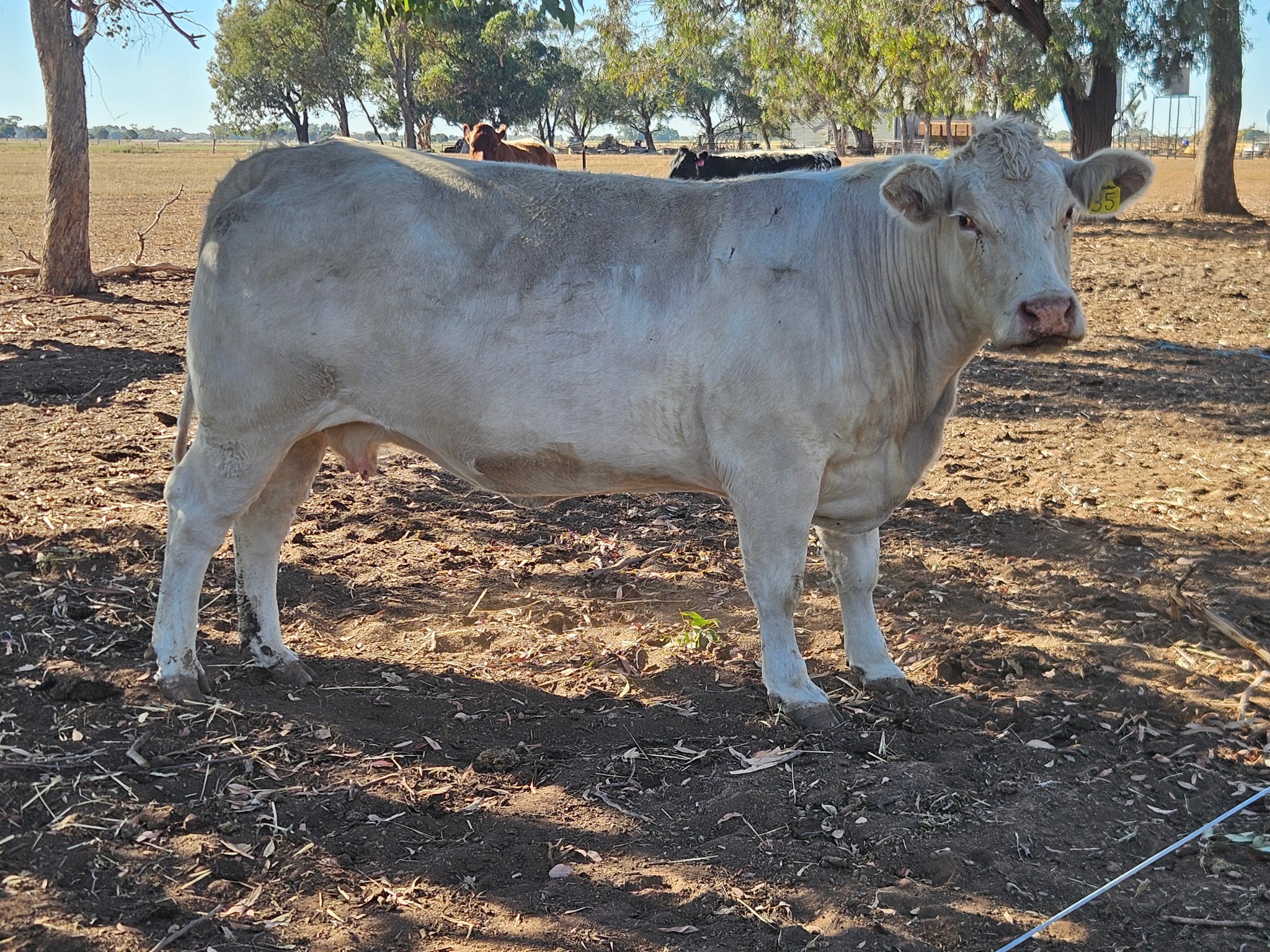Cattle Breeds – Cattle Vet AU