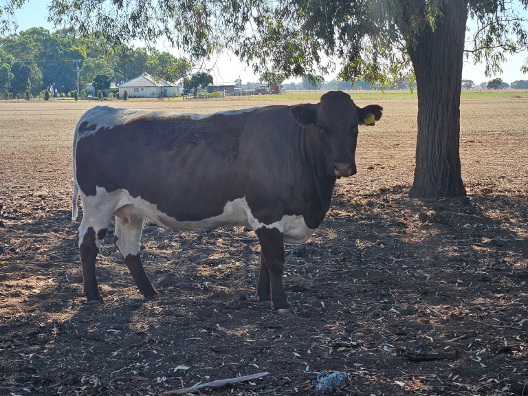 Cattle Breeds – Cattle Vet AU