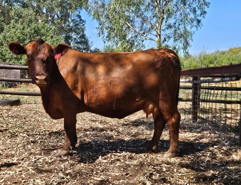 Cattle Breeds – Cattle Vet AU